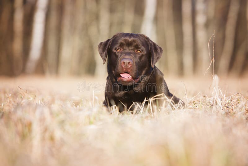 Labrador Retriever Dog on a Field Stock Photo - Image of resting ...