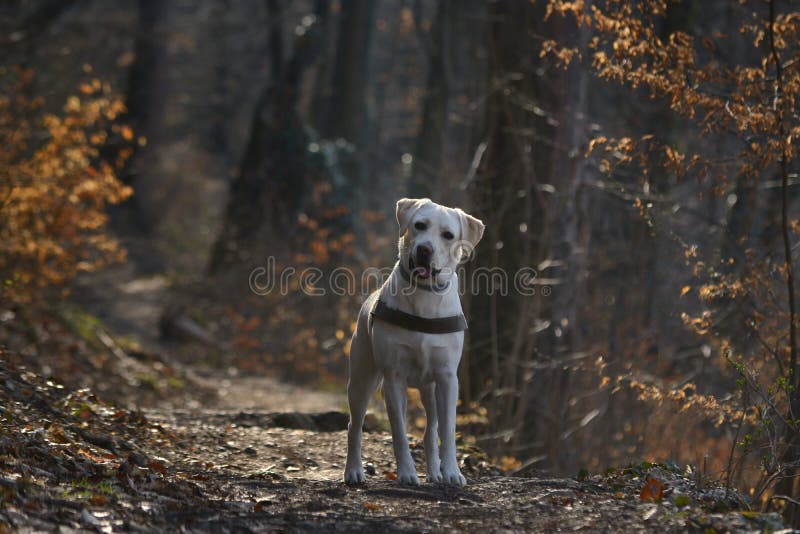 Labrador Retriever Dog in the Forest Stock Image - Image of animal ...