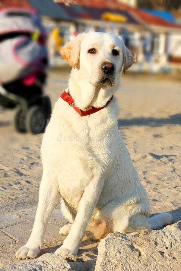 Labrador Retriever Dog is Guarding Buggy Stock Image - Image of sunny ...