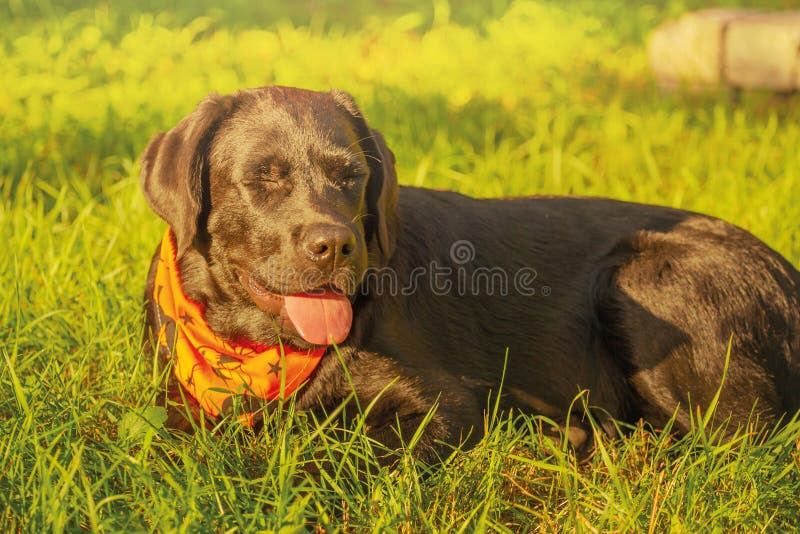 Labrador Retriever Dog. a Black Labrador Puppy on a Background of Green ...