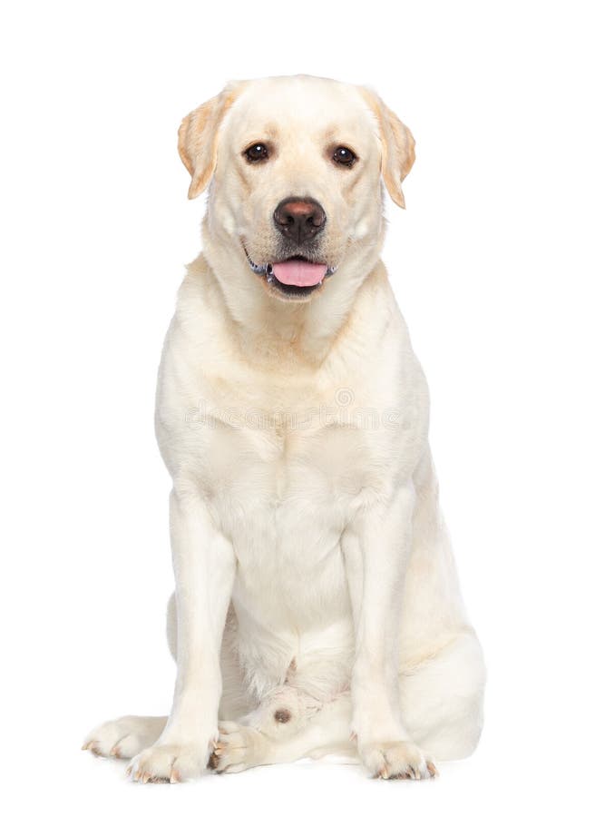 28,869 Labrador White Background Stock Photos - Free & Royalty-Free ...