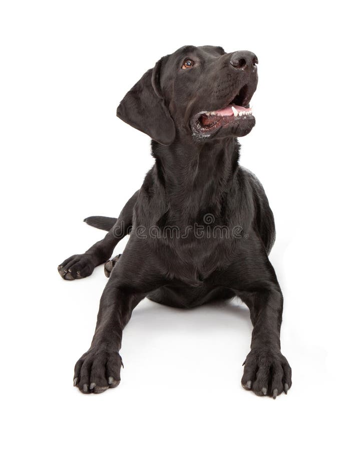 Black Labrador Retriever Puppy Stock Photo - Image of labrador, breed ...