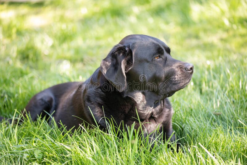 Labrador Retriever Dog Lying on Green Grass. Black Labrador Outdoors ...