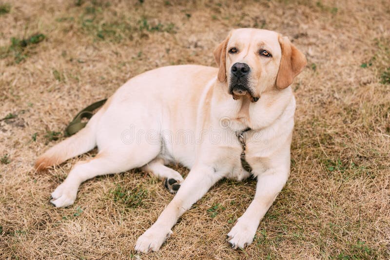 Labrador Retriever Dog Lying Outdoor Stock Image - Image of beige, face ...