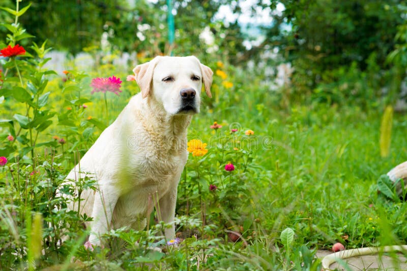 Labrador Retriever Dog Lying Under a Tree in the Rain Stock Photo ...