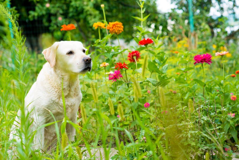 Labrador Retriever Dog Lying Under a Tree in the Rain Stock Image ...