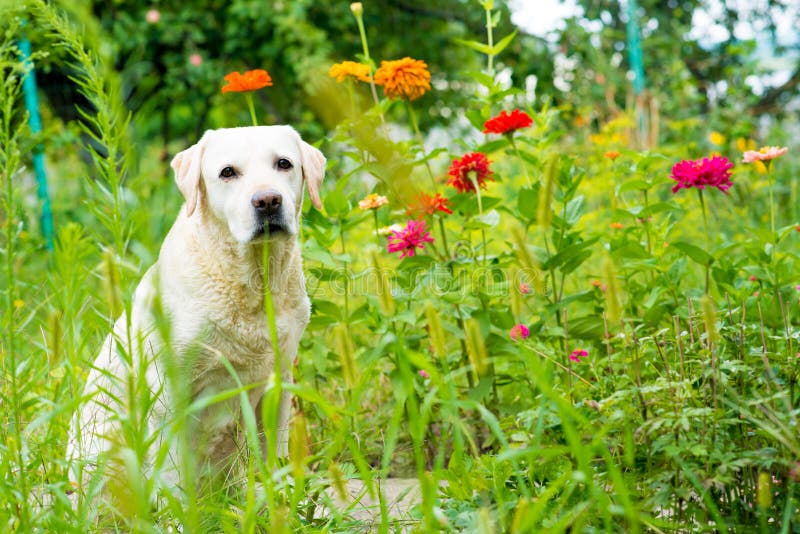 Labrador Retriever Dog Lying Under a Tree in the Rain Stock Photo ...