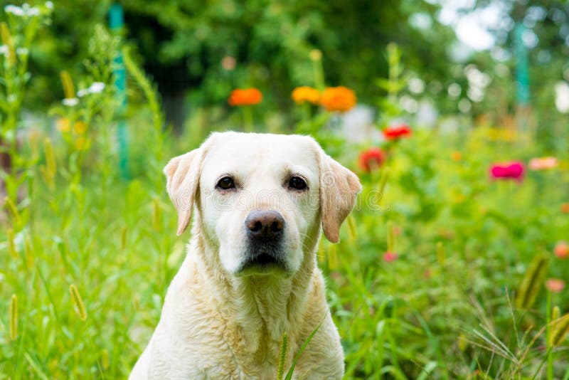 Labrador Retriever Dog Lying Under a Tree in the Rain Stock Image ...