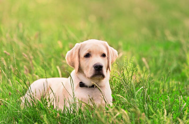Labrador Retriever Dog in the Nature Stock Photo - Image of canine ...