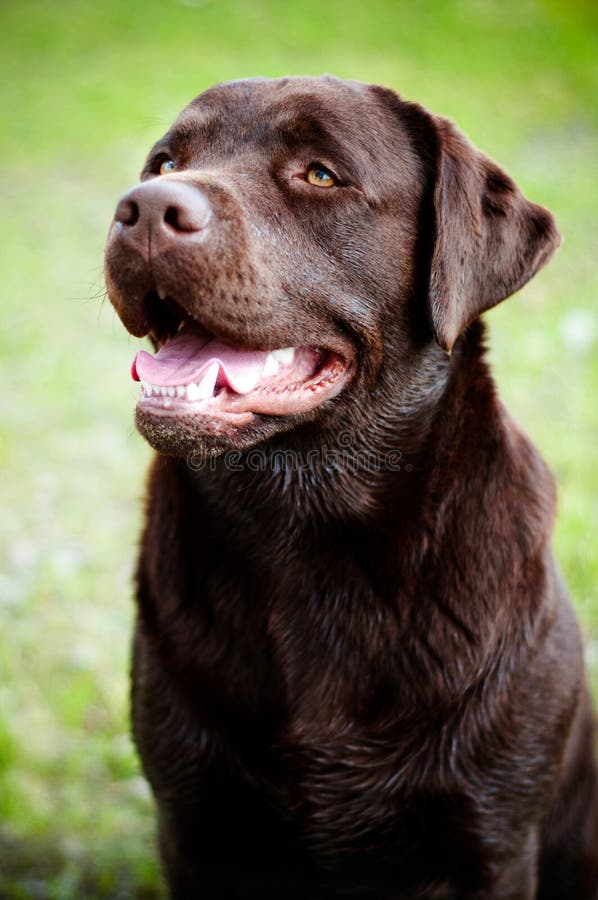 Police Labrador stock image. Image of labrador, police - 2403779