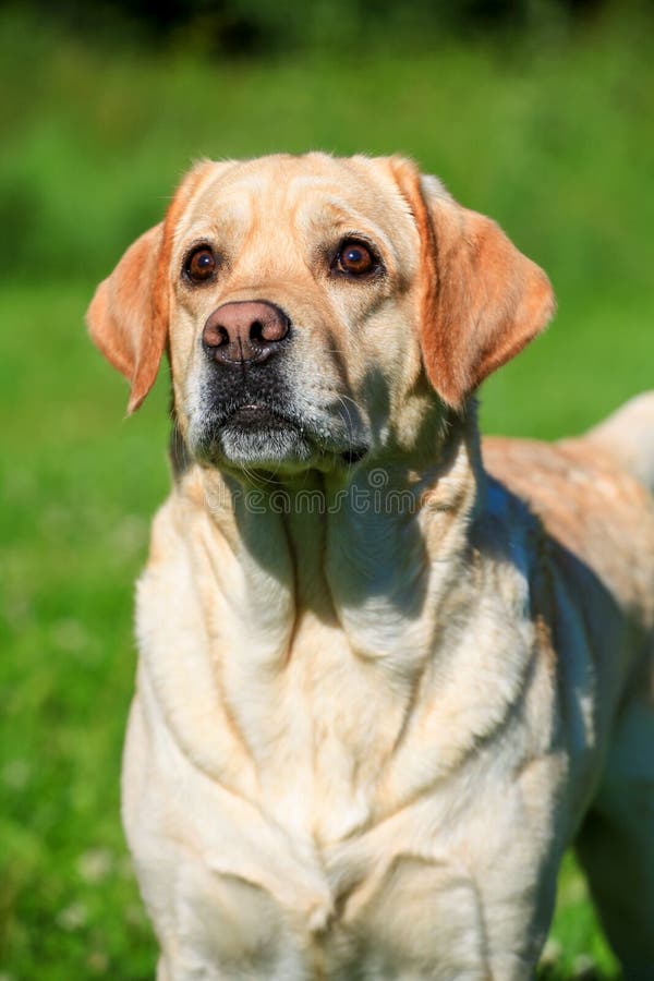 Labrador Retriever Dog Outside Stock Image - Image of happiness, large ...