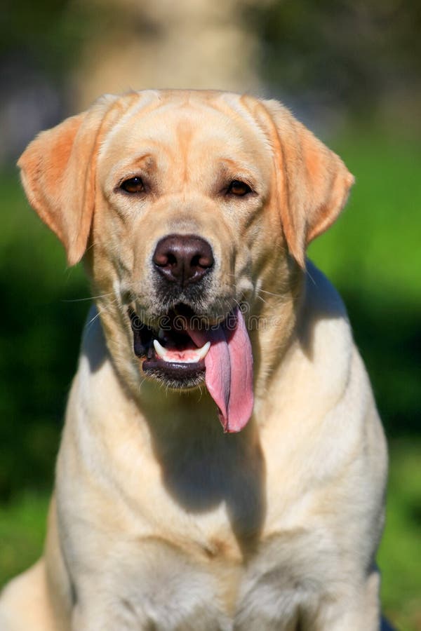 Labrador Dogs Awaiting a Command Stock Photo - Image of forward ...