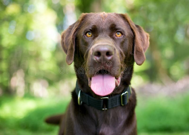 Are Labrador Dangerous