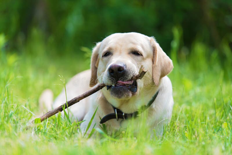 Labrador Retriever Dog, Play with a Stick on the Fresh Grass Stock ...