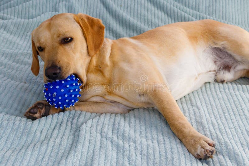 Labrador Retriever Dog Playing with Ball Toy Stock Photo - Image of ...