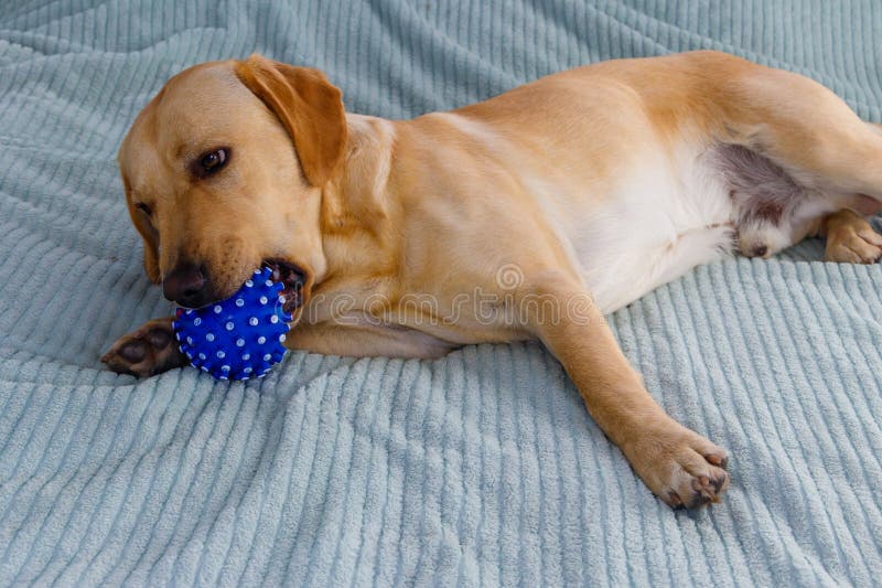 Labrador Retriever Dog Playing with Ball Toy Stock Image - Image of ...