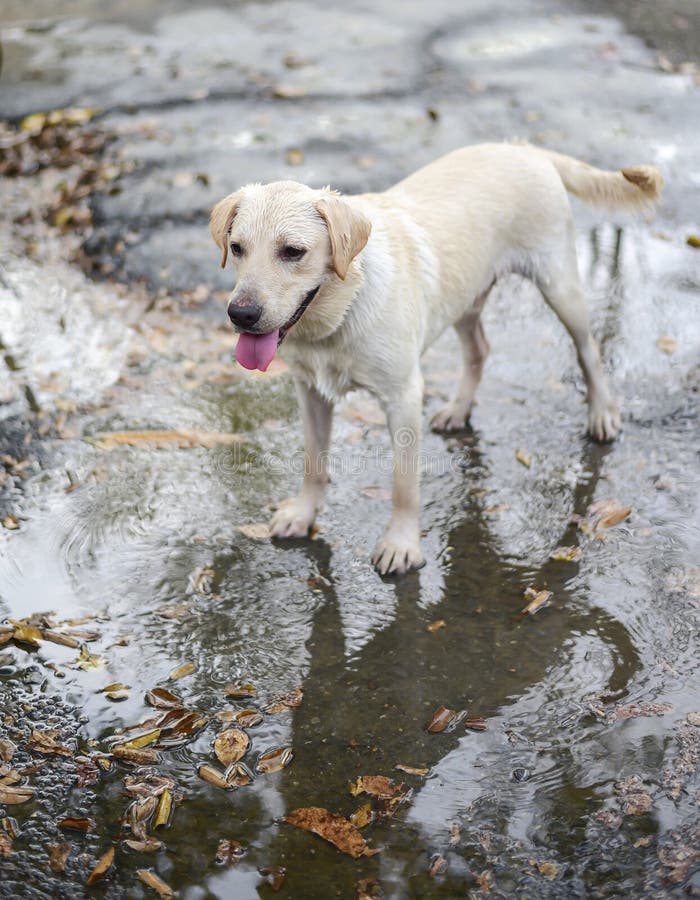 Labrador Retriever Dog Playing the Water Stock Image - Image of hound ...