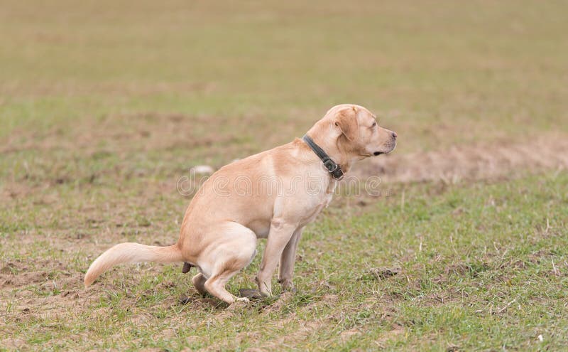 Labrador Retriever Dog Poops in the Park Stock Photo - Image of happy ...