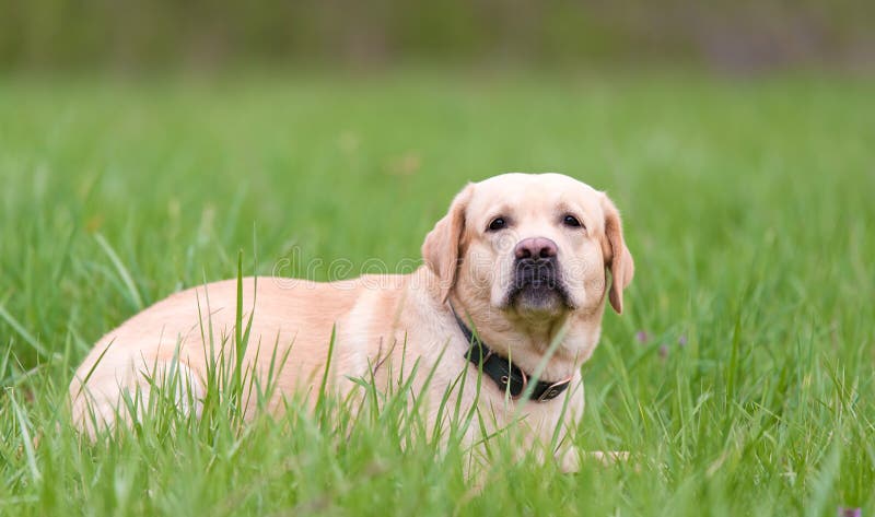 Labrador Retriever Dog Resting in the Green Grass Stock Image - Image ...