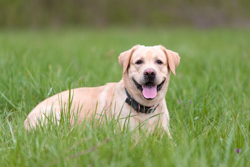 Labrador Retriever Dog Resting in the Green Grass Stock Photo - Image ...
