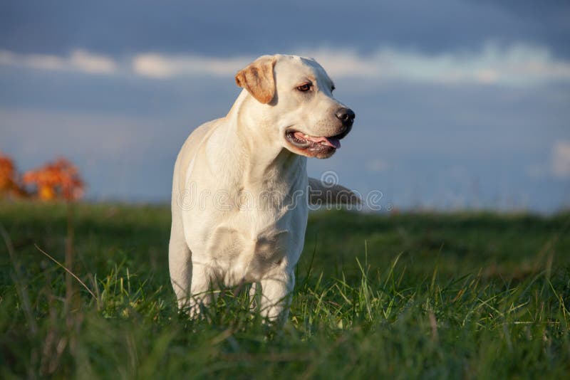 Labrador retriever dog stock photo. Image of puppy, grass - 173291664