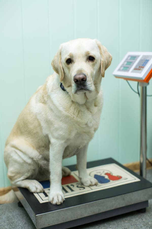 Labrador Retriever Dog Standing on the Scale, Libra. Stock Image ...