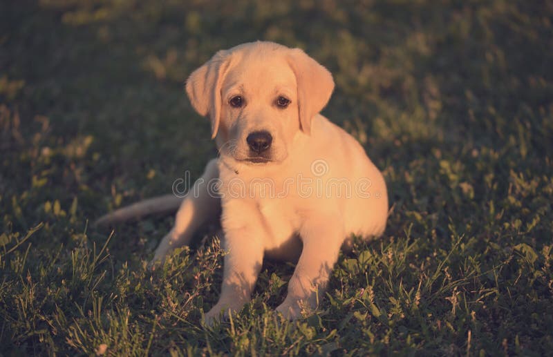 Labrador Retriever Dog in Sunset Lights Stock Image - Image of nose ...