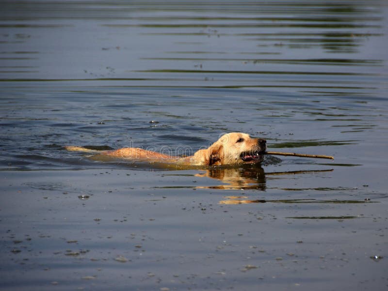 Labrador Retriever Dog Swimming and Retrieving a Stick Stock Image ...
