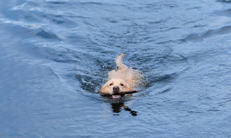 Labrador Retriever Dog Swimming with a Stick Stock Photo - Image of ...
