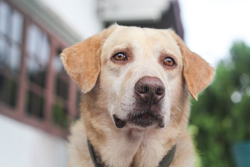 Labrador Retriever Dog Wait for His Owner Stock Image - Image of head ...
