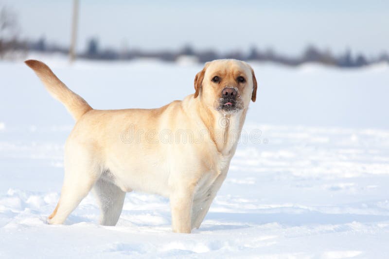Labrador Retriever dogs stock photo. Image of obedient - 89173432