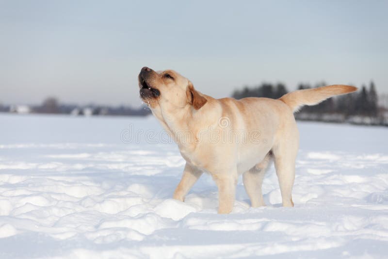 Labrador Retriever dogs stock image. Image of beauty - 89173449