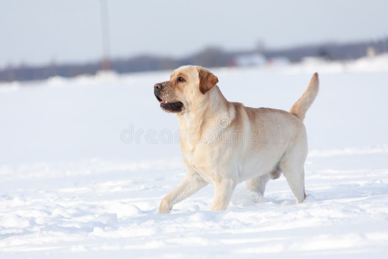 Labrador Retriever dogs stock image. Image of color, retriever - 89173457