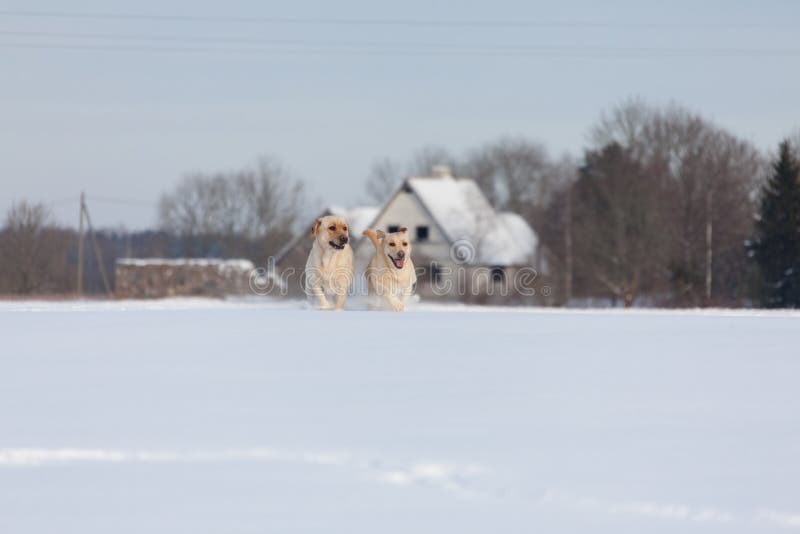 Labrador Retriever dogs stock photo. Image of attractive - 89173478
