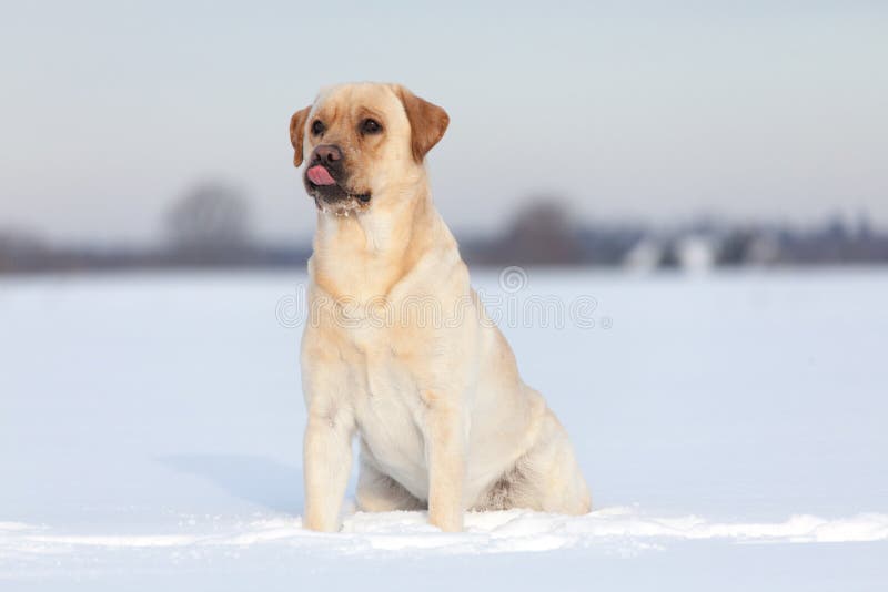 Labrador Retriever dogs stock image. Image of rural, beauty - 89173525