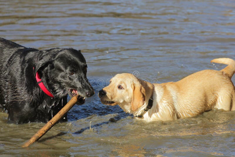 Labrador Retriever Dourado, Labrador Retriever Preto Imagem de Stock ...