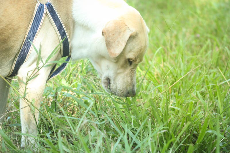 Labrador Retriever Eat Grass Stock Image - Image of canine, breed ...