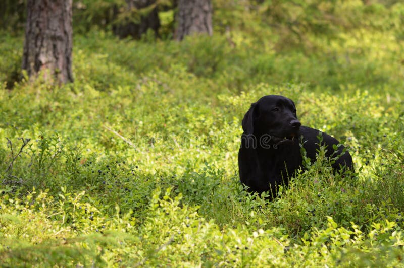 Labrador Retriever Eating Wild Blueberries Stock Image - Image of plant ...