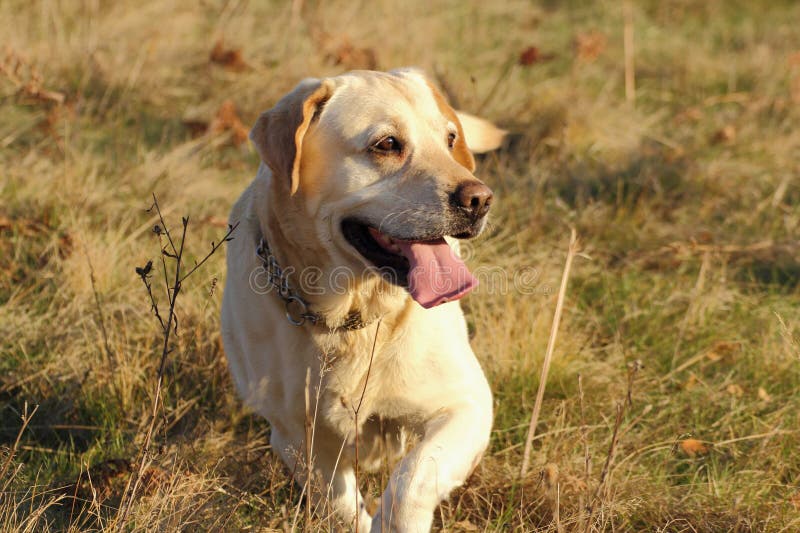 Labrador Retriever in the Field Stock Photo - Image of evening, mammal ...
