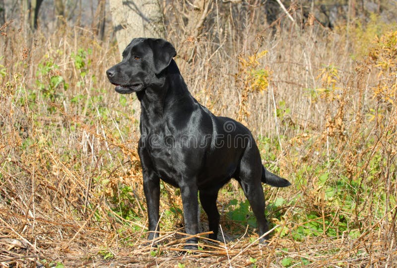 Labrador Retriever in the Field Stock Image - Image of breed, friend ...