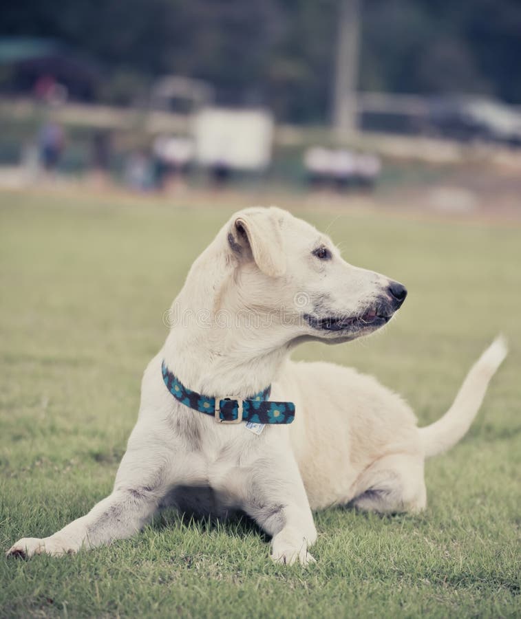 Labrador Retriever on Field Grass Stock Photo - Image of labrador ...
