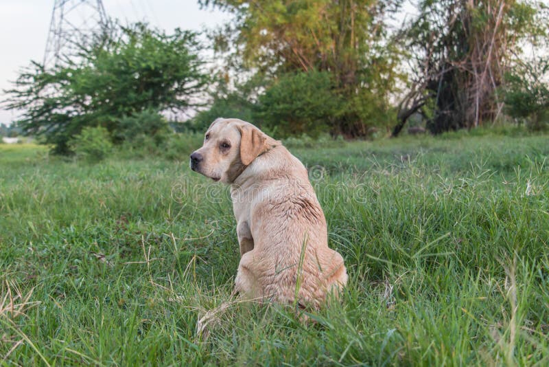 Labrador Retriever in the Field Stock Photo - Image of pedigree, golden ...