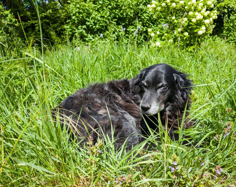 Labrador Retriever in the Forest Stock Photo - Image of meadow, mammal ...