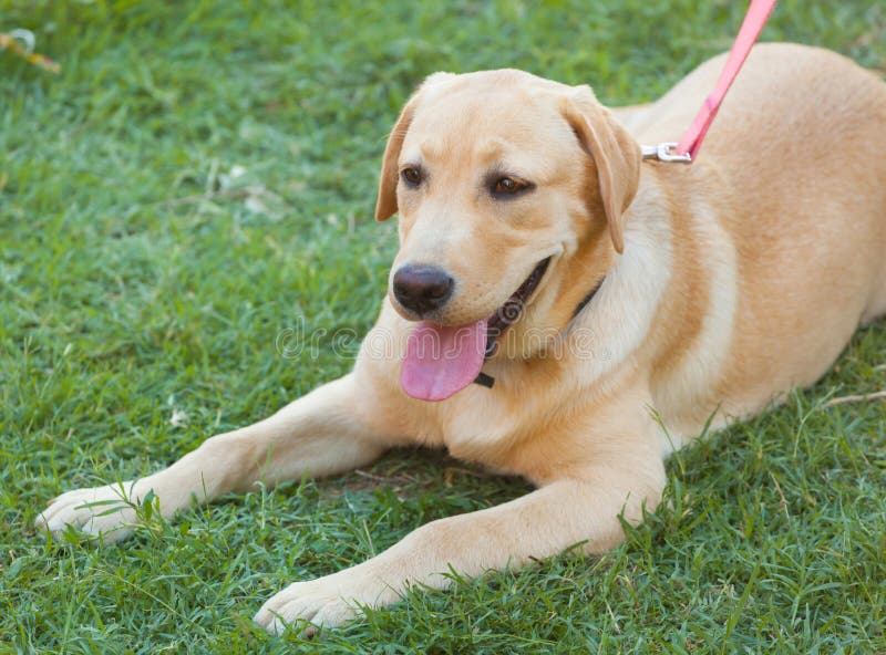 Labrador Retriever on Fresh Green Grass Stock Image - Image of look ...