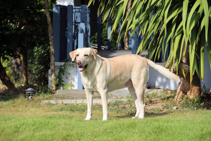 Labrador Retriever in Front of House Stock Image - Image of yellow ...