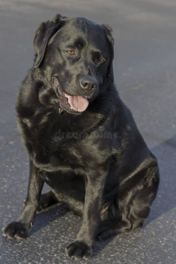 Labrador retriever stock image. Image of adorable, breed - 49156475