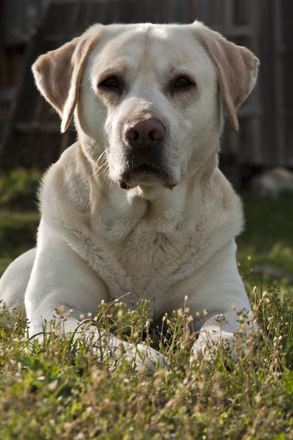 Labrador retriever stock photo. Image of green, watch - 32371238