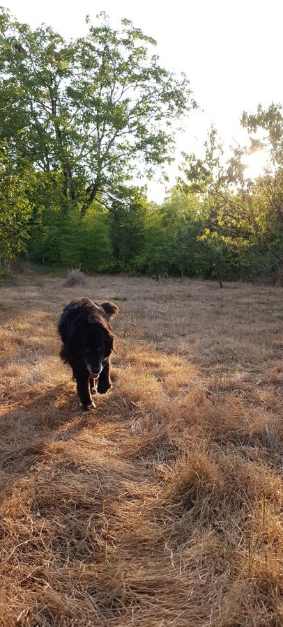 Labrador Retriever in Garden Stock Image - Image of mammal, wildlife ...