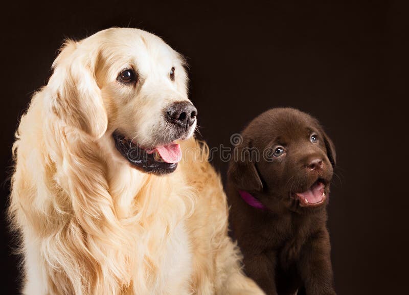 Labrador Retriever, Gold and Chocolate Together Stock Image - Image of ...