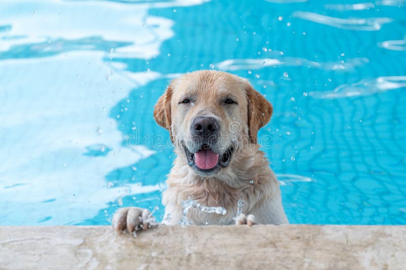 Labrador Retriever Happily Playing in the Pool Stock Image - Image of ...